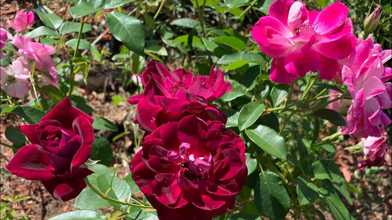 Duet Iceberg standard tree rose (burgundy, pink) #pinkrose - YouTube