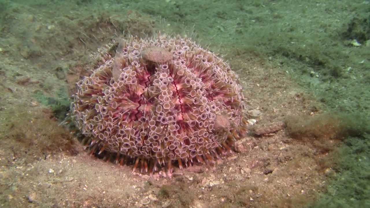 Beautiful sea urchin - Schöner Seeigel - YouTube