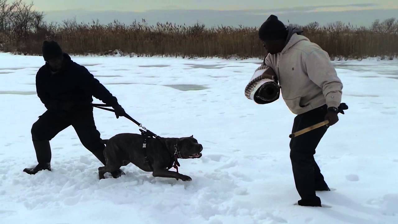 Cane Corso 1 work bite NY3 - YouTube