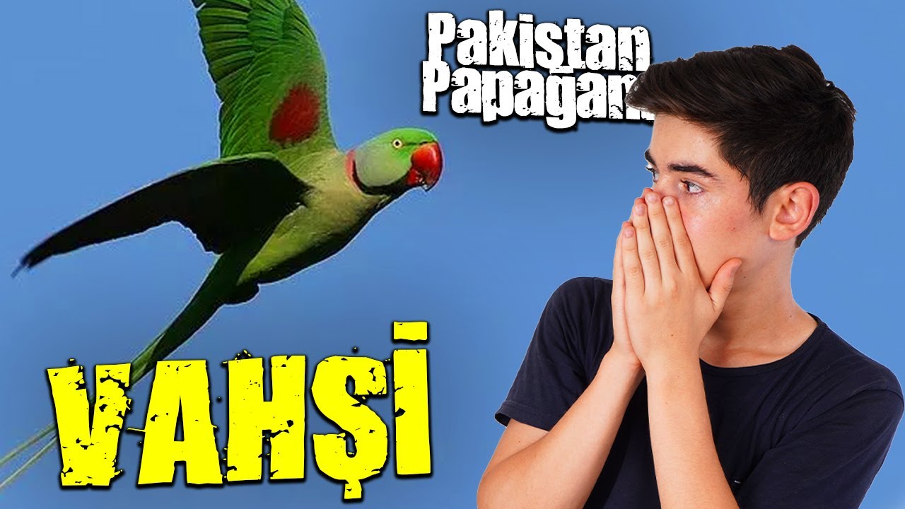 Pakistan Papağanları İstanbulda Özgür - İstanbul Vlog - YouTube