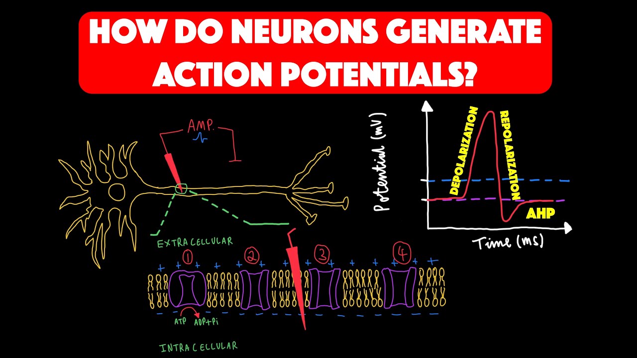 Neuronal action potentials - YouTube