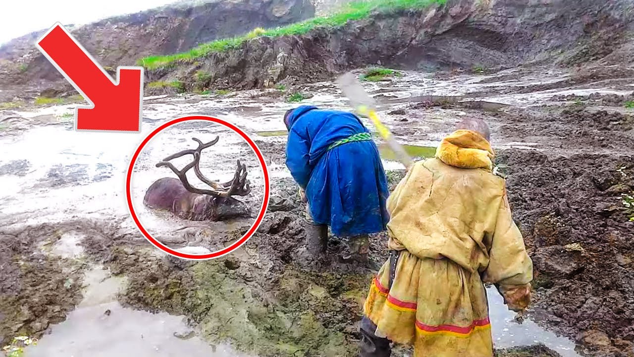 Men Put Their Life On Line To Heroically Save A Helpless Reindeer From ...