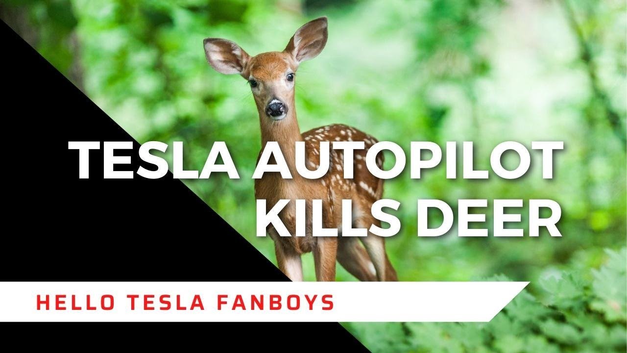 Tesla Autopilot kills a deer: Full Self Driving, zero accountability ...