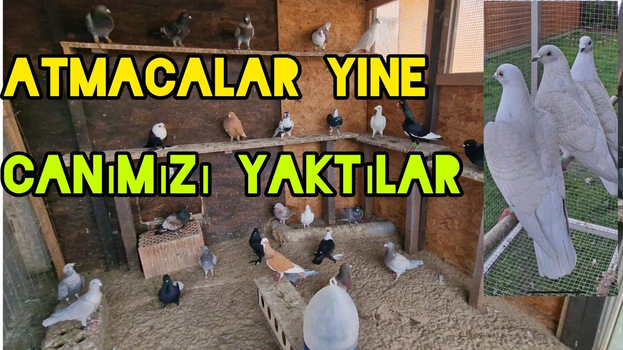 Atmacalar yine canımızı yaktılar ispanyol posta pembe rubella stencil#aksoyfiloelvanguvercinleri ...