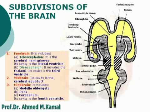 21 Subdivisions of the brain الدكتور أحمد كمال Neuroanatomy cxt - YouTube