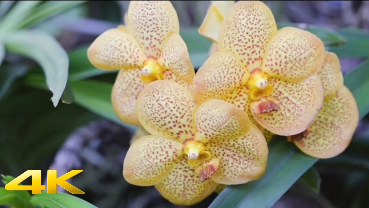 Vanda Orchid Flower In Orchid Garden At Winter or Spring Day/Beautiful ...