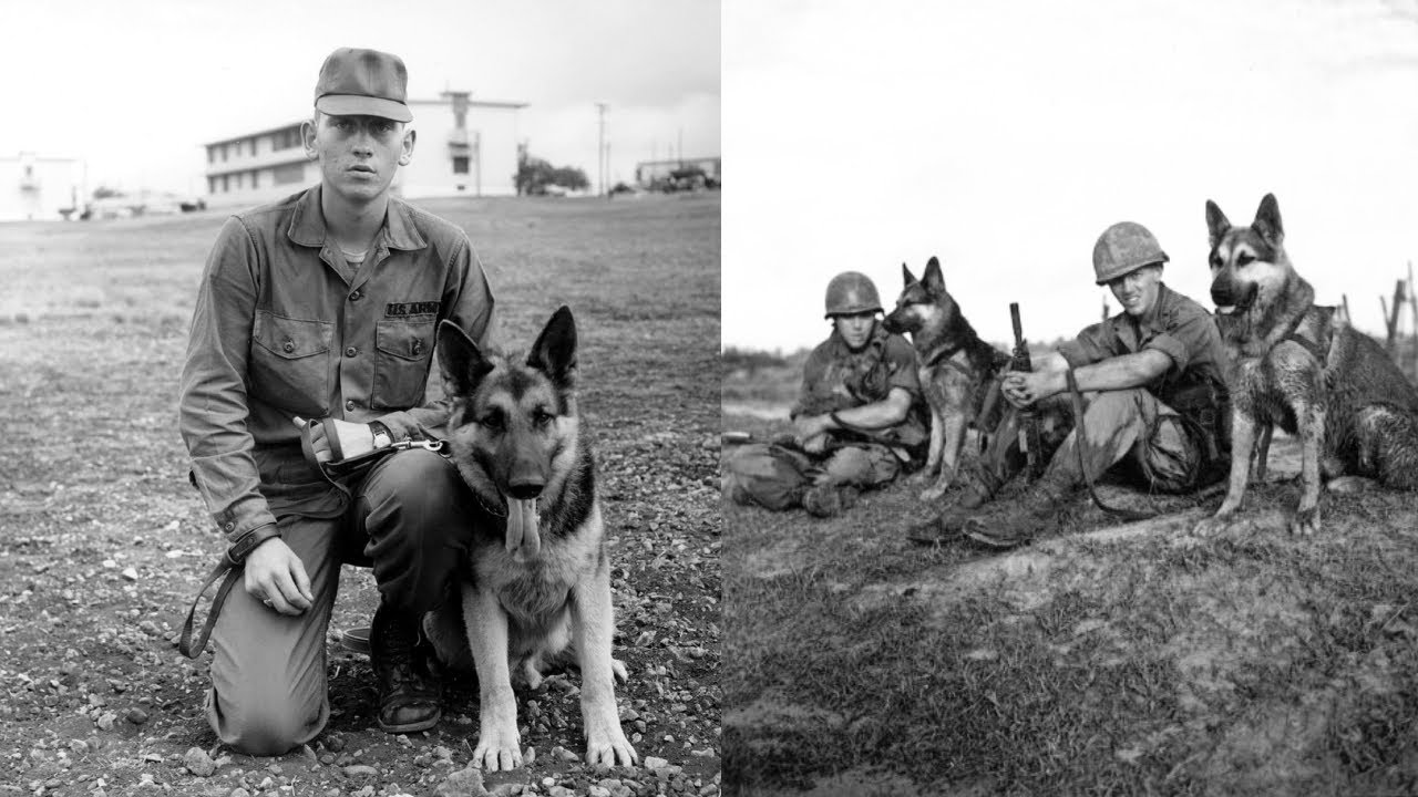 VOICES OF HISTORY PRESENTS -"Damnit the Dog," Lt. Lee Alley, Vietnam ...