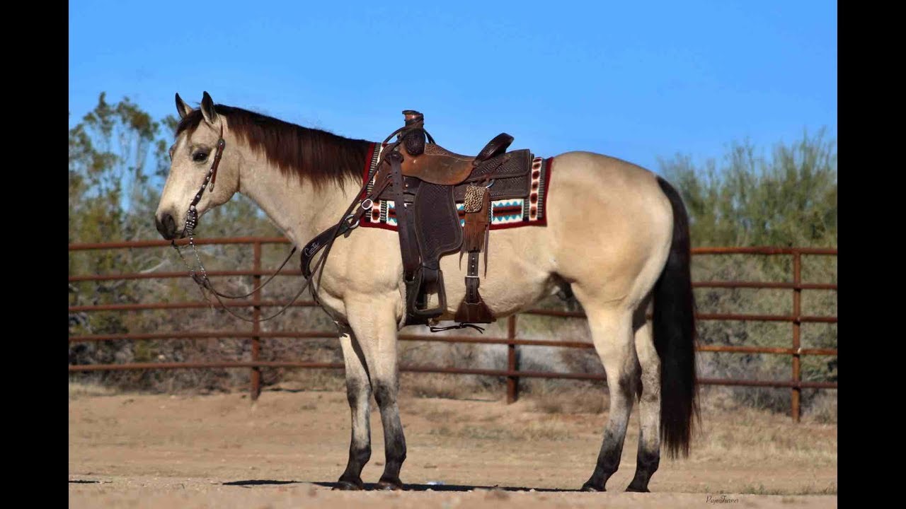 Cadillac- Calf Roping, Team Roping, Ranch Versatility, and Trail deluxe ...