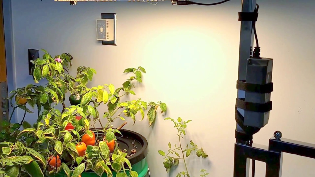 B.A. Kratky - Bucket Hydroponics Indoor Garden, HLG 65 watt LED Test ...