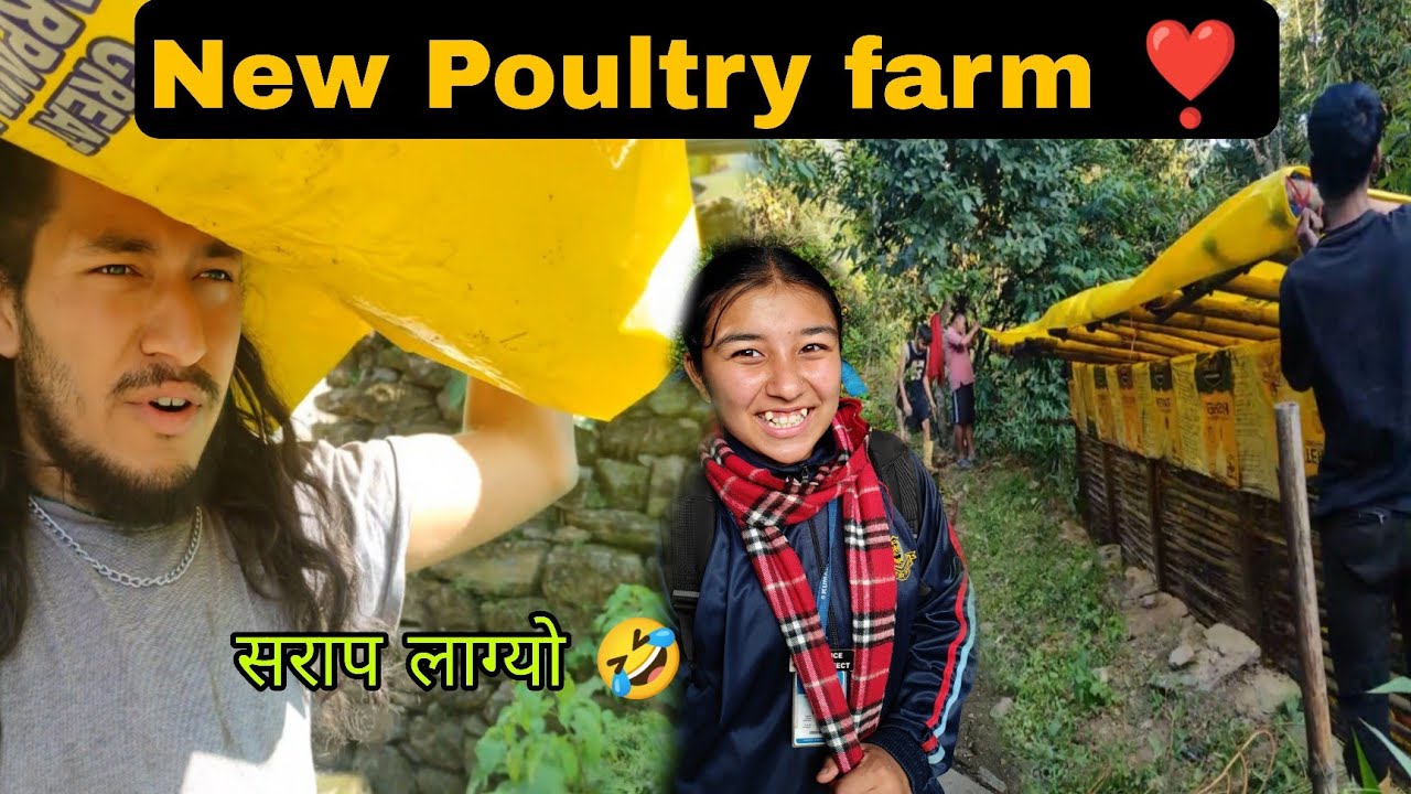 New Poultry farm ️ lai सराप लाग्यो हरे 🤣🤣A Village Life family vlog ...