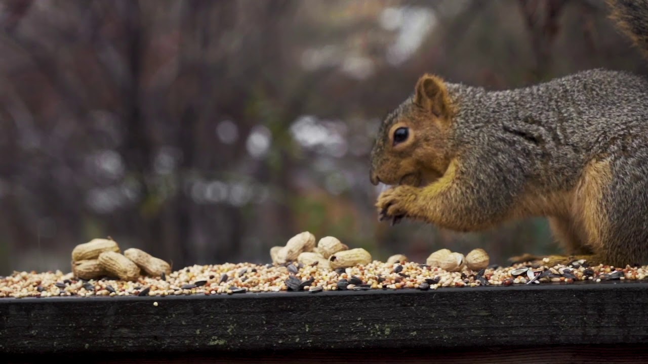 Feeling Squirrelly on a Rainy Day - YouTube