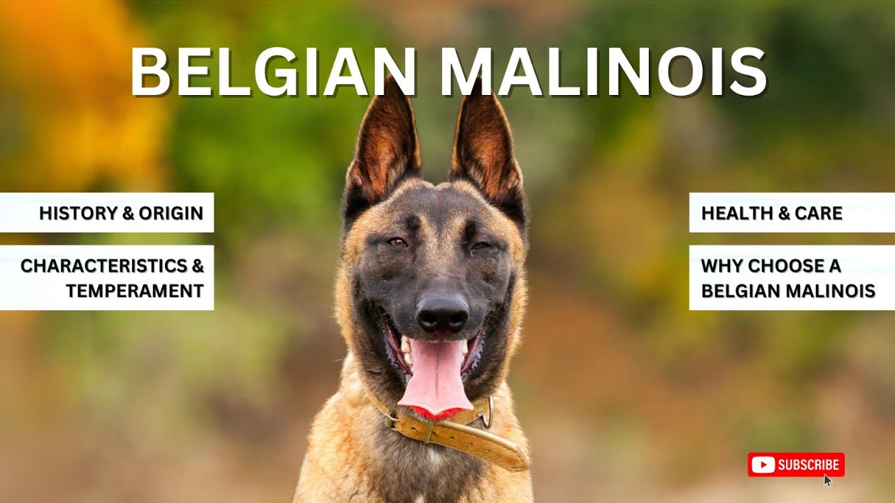 Belgian Malinois: The Ultimate Working Dog - Temperament, Traits ...