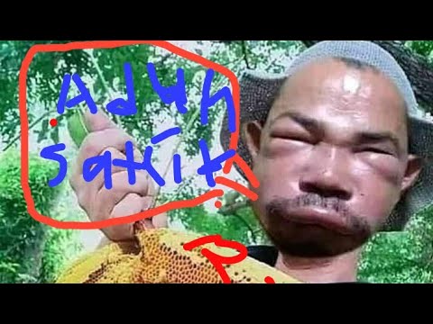 UMBUT TEPUS/UPAK KECHALAK/TUHAU (Don't judge a book by its cover) - YouTube