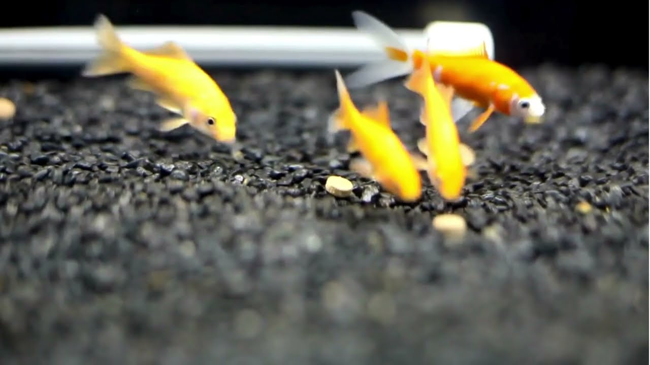 Goldfish Secrets Revealed - YouTube