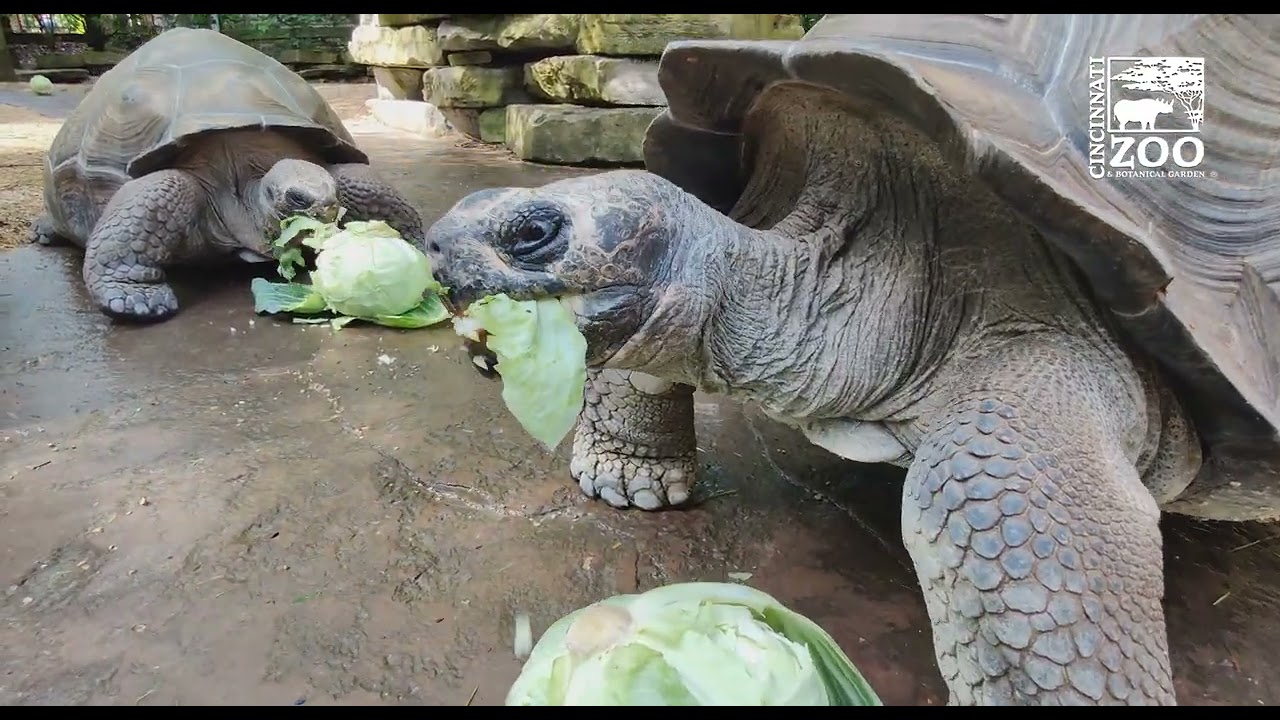 Galapagos Tortoises Eat Cabbage for World Turtle Day _ Cincinnati Zoo ...