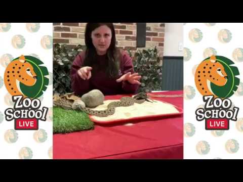 Zoo School Live! 3.23.20 - YouTube