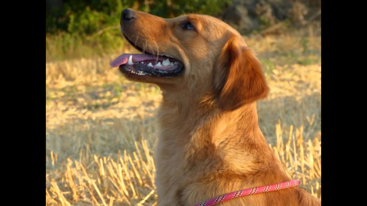 working golden retriever 1 an - YouTube
