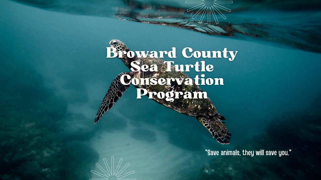 BCSTCP - Broward County Sea Turtle Conservation Program - YouTube