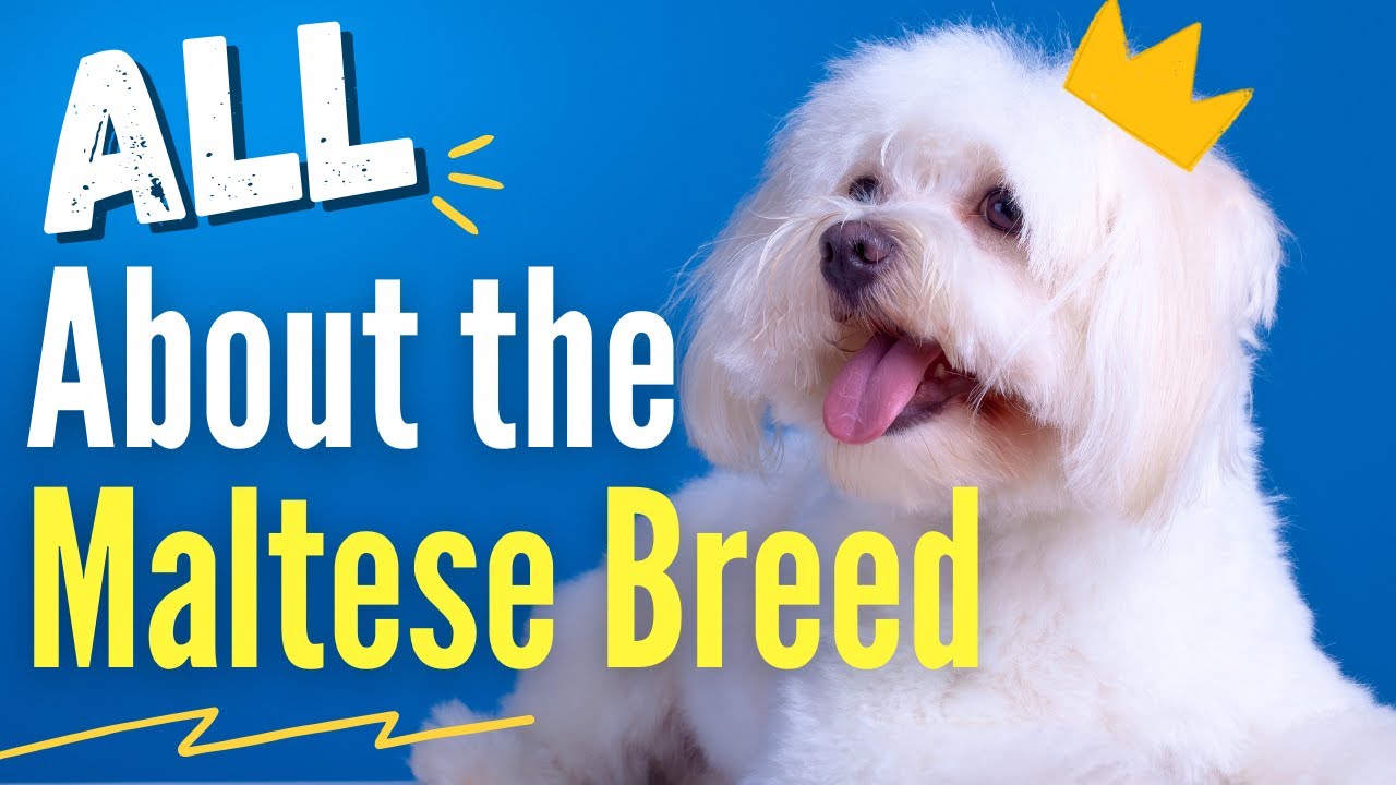 All About the Maltese Breed | Fun Facts & Characteristics - YouTube