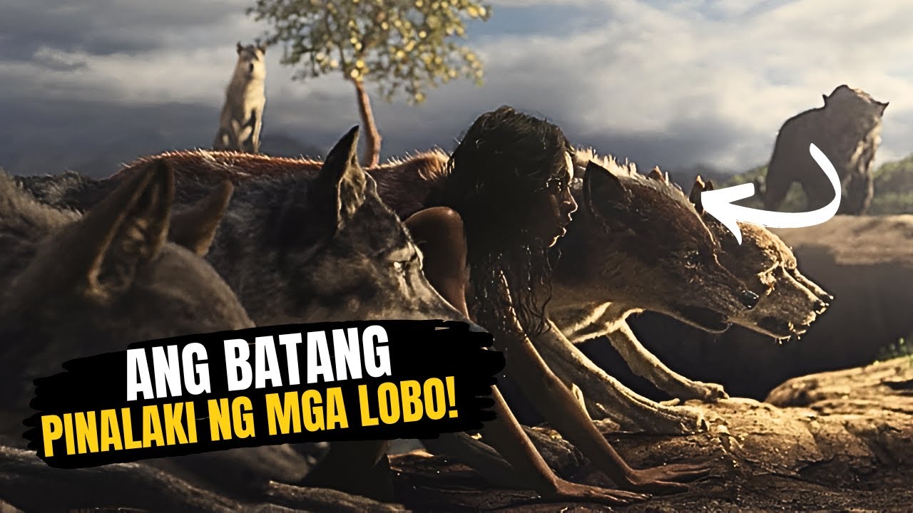 Lumaki Ang Isang Ulila Kasama Ang Mga Lobo At Kailangan Iligtas Ang Kagubatan Sa Masamang Tigre ...