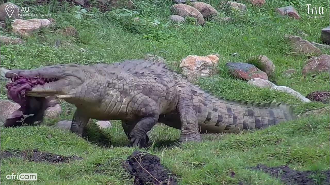 Crocodile Swallows Huge Meal - YouTube