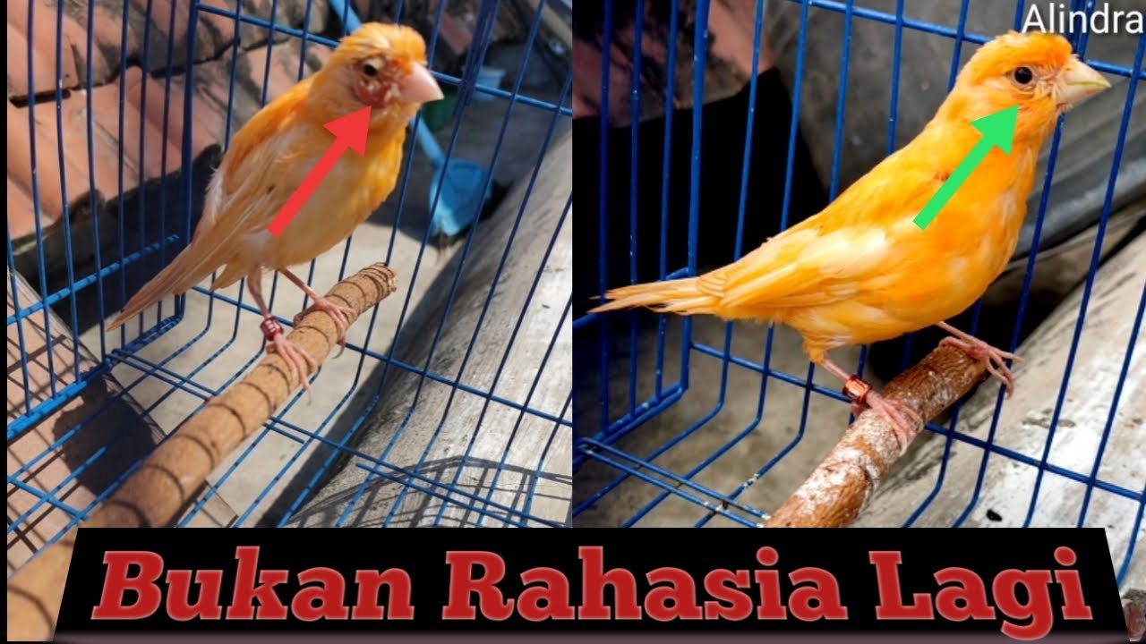 Mengobati Snot Pada Burung Kenari - YouTube