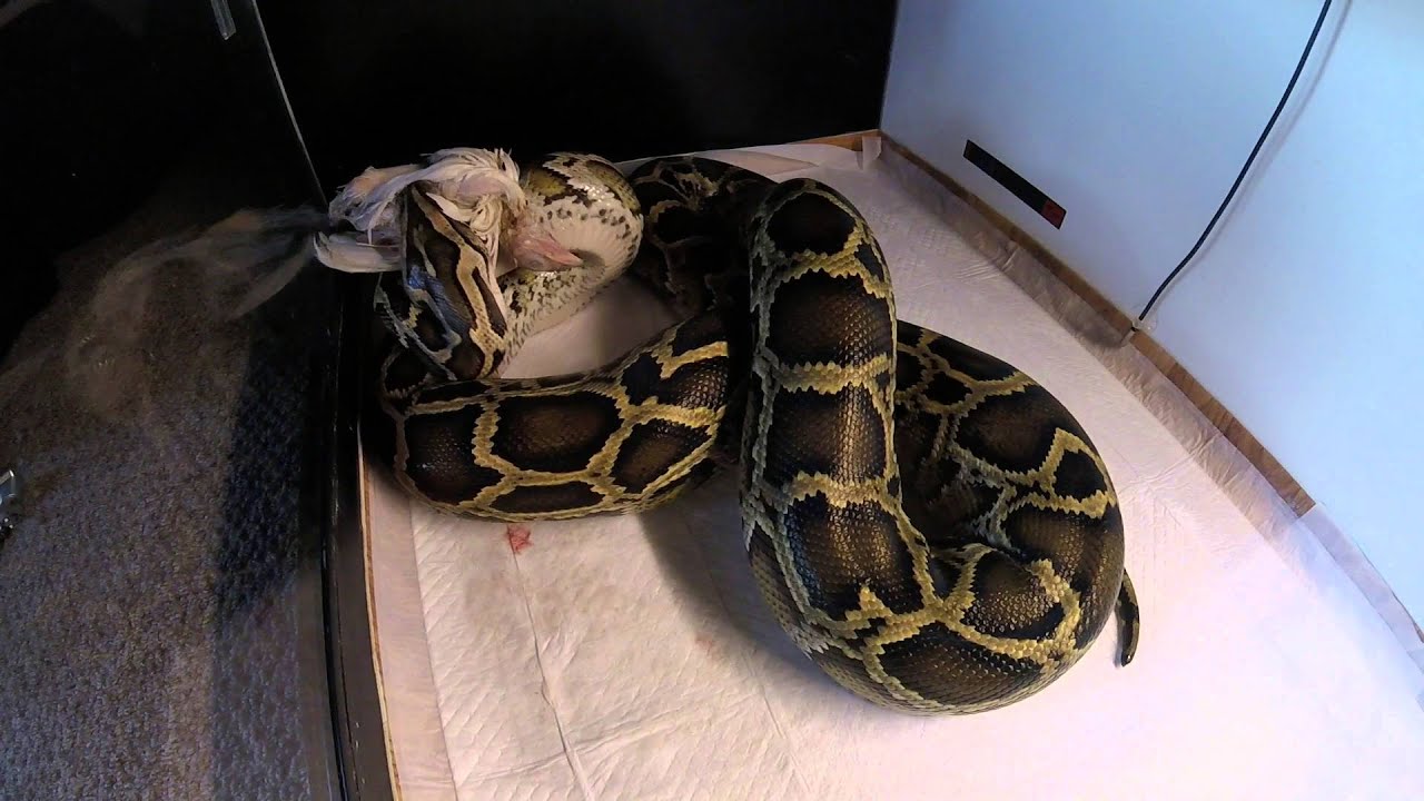 Pet Burmese Python eats chicken - YouTube