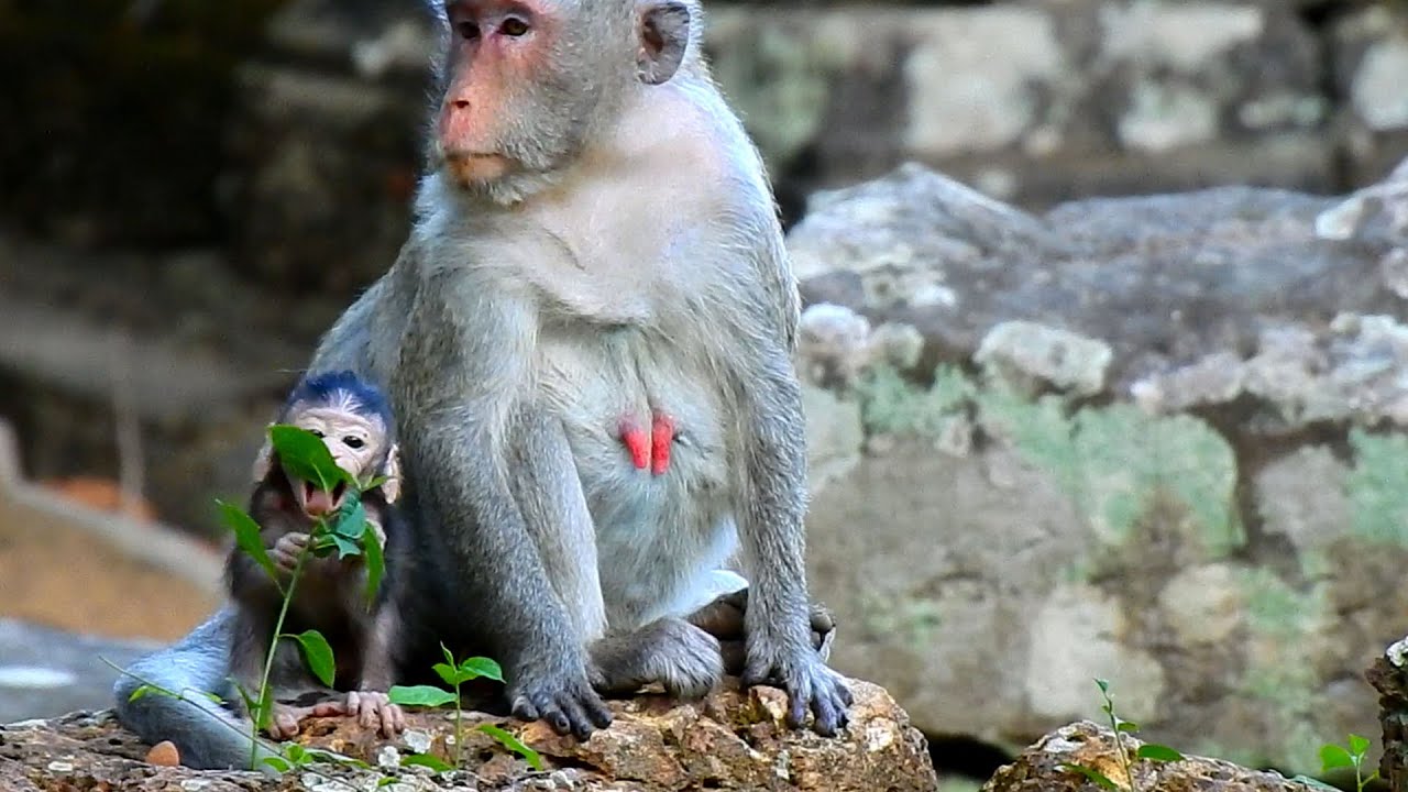 Cute baby Monkey Jonna walks on rocks and learns eating - YouTube