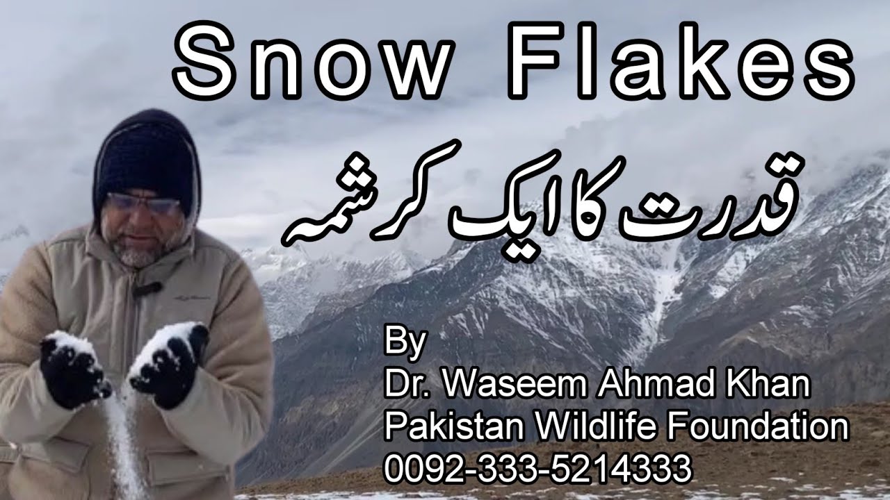 Facts You Don't Know About Snow Flakes | What Are Snow Flakes | How ...