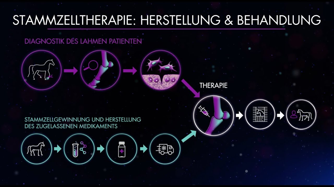 Arti-Cell® Forte – Stammzelltherapie bei Pferden - YouTube