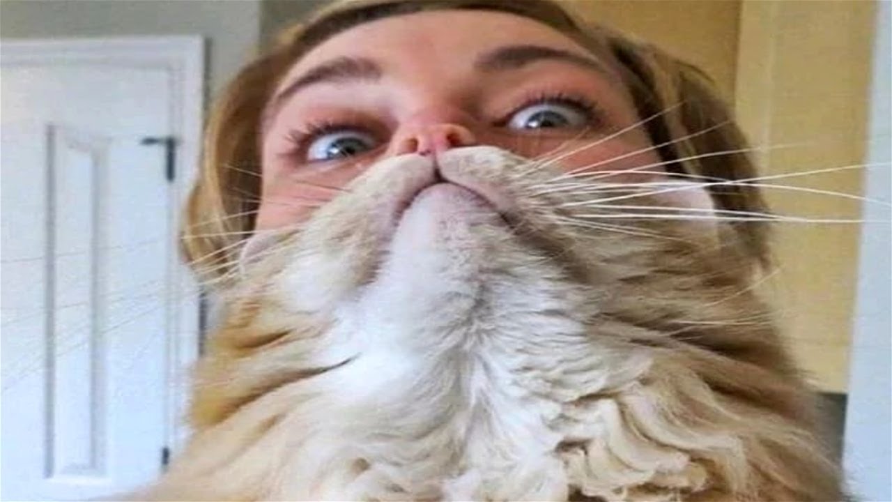 You will laugh within 10 sec with these funny pets - YouTube