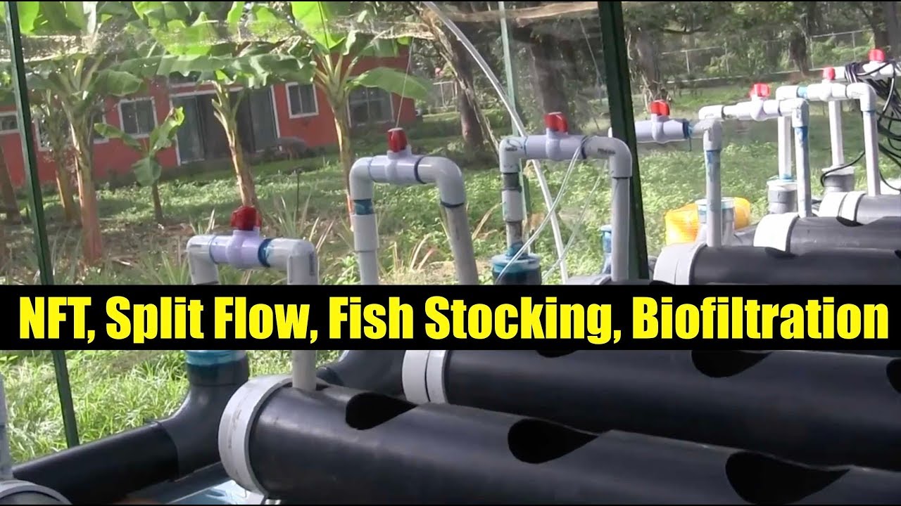 Nft Aquaponic Filtration Using A Clarifier As Solids Filtration In