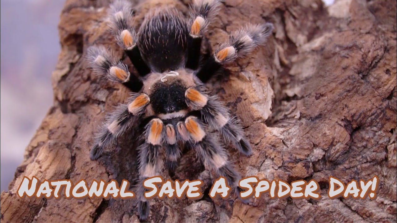 National Save A 🕷 Day! - YouTube