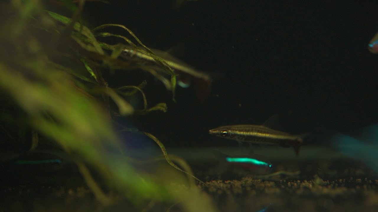 Nannostomus Eques - Bút chì Rocket - YouTube