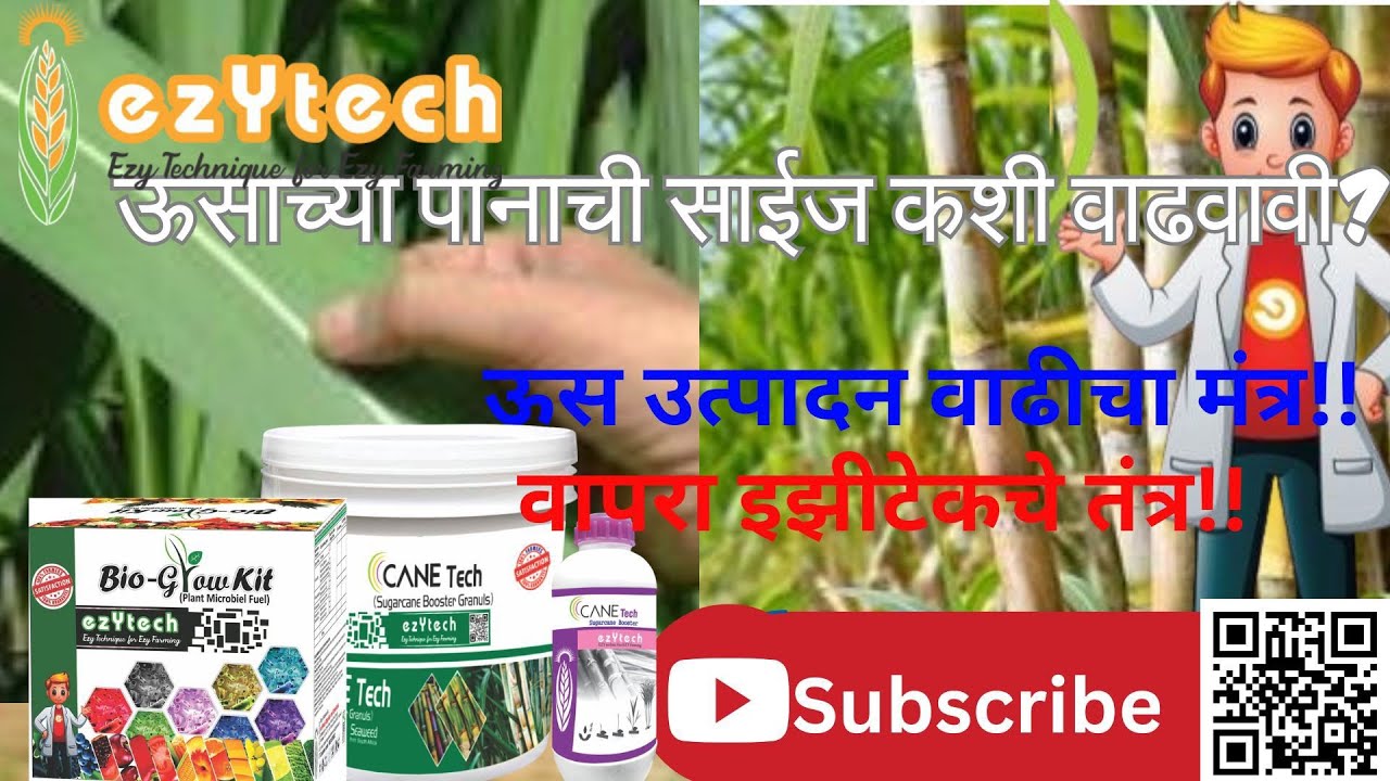 "कोल्हापुरातील शेतकरी नेजप्पा भेडवडे यांचे ऊस पिकात क्रांतिकारी बदल!नवीन तंत्रज्ञानाचा वापर# ...