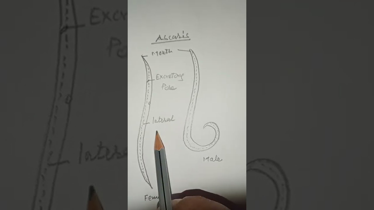 how to draw ascaris || How to draw round worm ||How to draw round worm ...