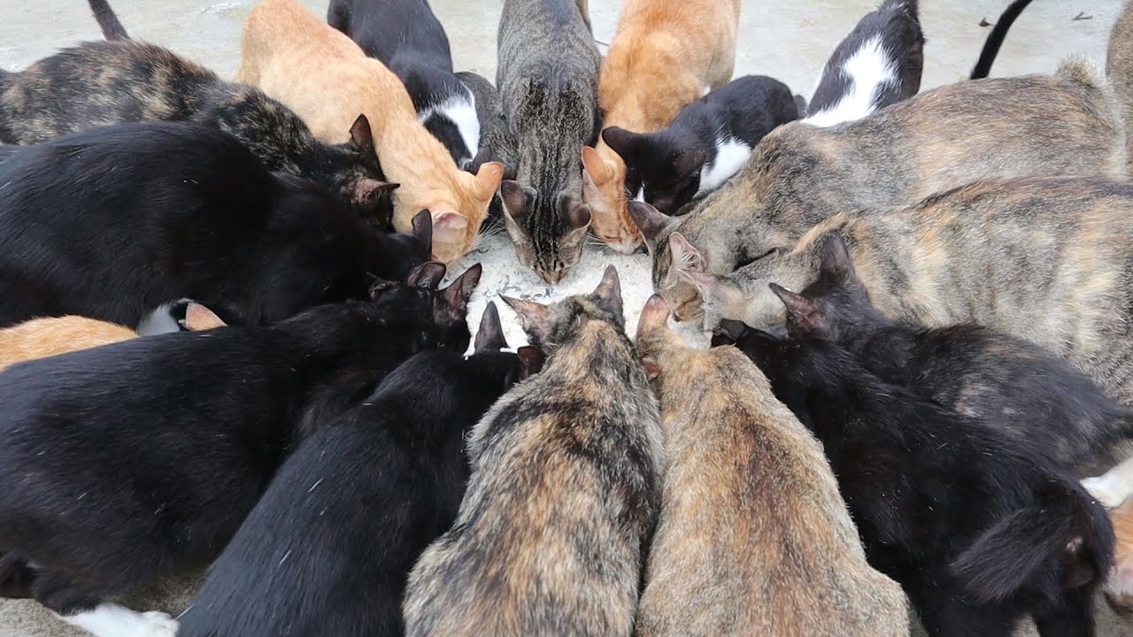Big Cute Cats Eating Rice | Kitten Eating Rice - YouTube