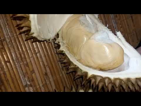belah duren montok