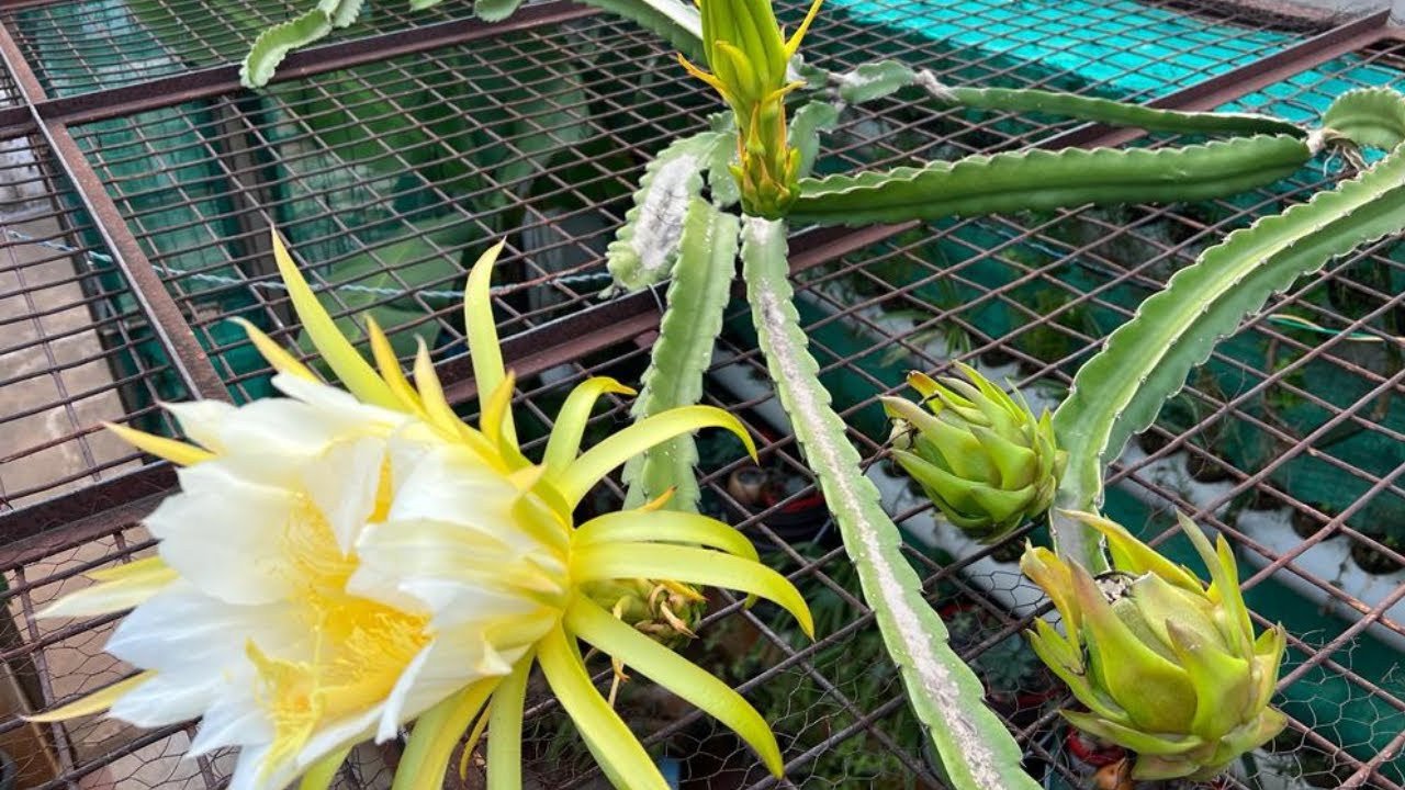 How to pollinate dragon fruit flowers#(Telugu)easy trick to pollinate ...