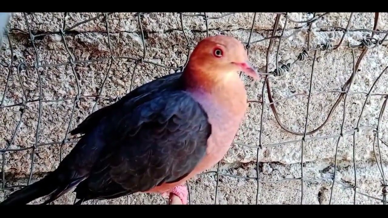manok manok bird name in bisaya - YouTube