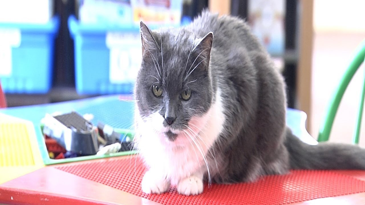 Love For Libby The Library Cat - YouTube
