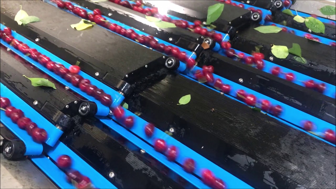 GP Graders 6 Lane Cherry Defect Grading Line - YouTube