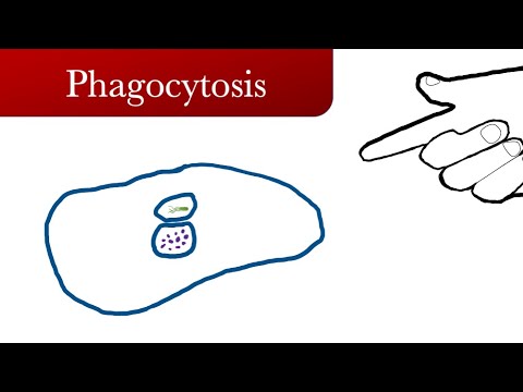 phagocytosis and bacterial phagocytosis: the process of phagocytosis ...