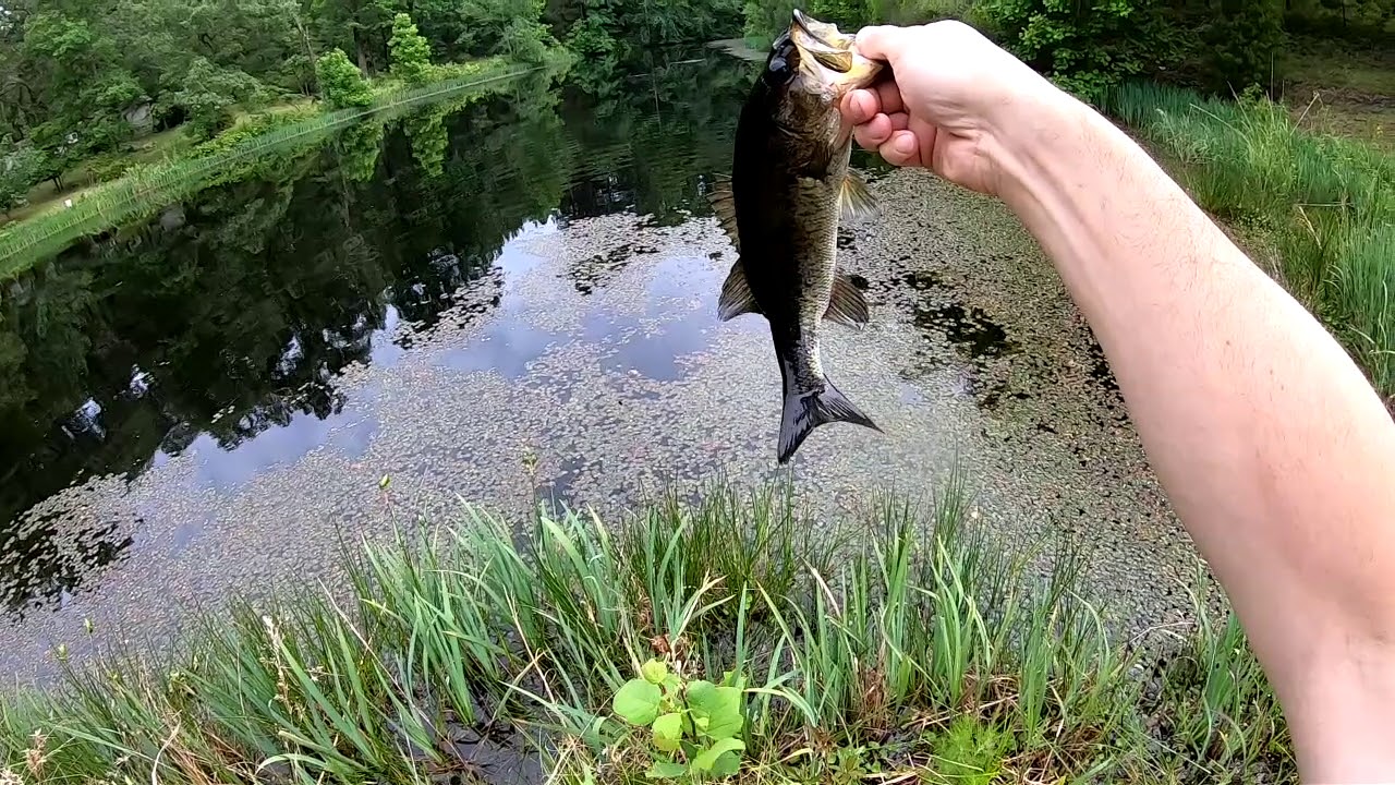 Bass Fishing A Small Pond - YouTube