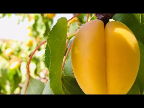 Kayısı sallama makina ile kayısı sallama