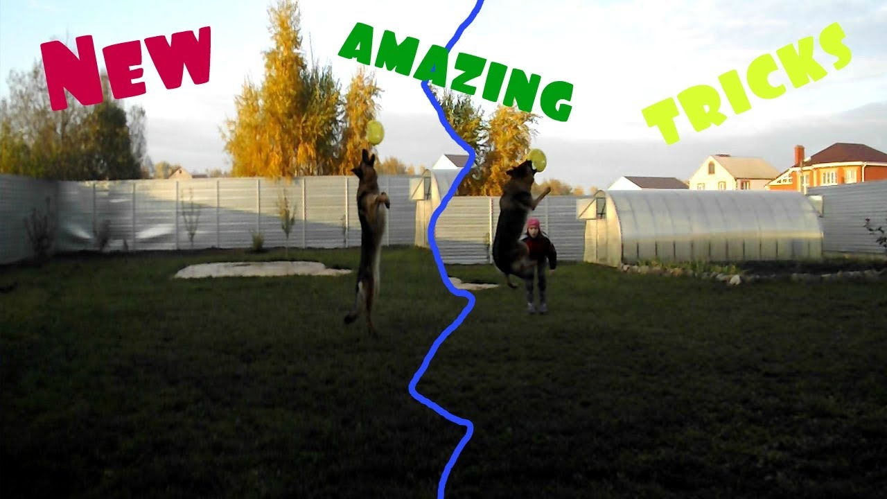 Alpha. New amazing tricks! - YouTube