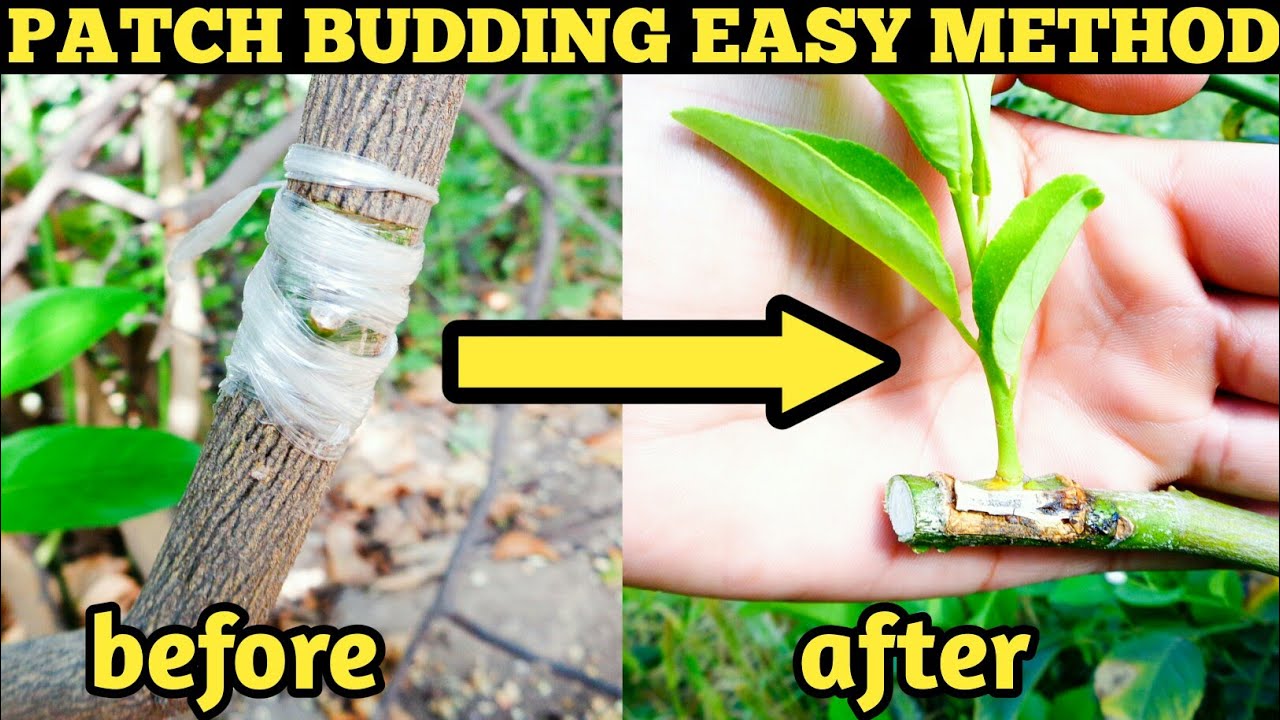 Easy Method Of Patch Budding YouTube easy-method-of-patch-budding-youtube