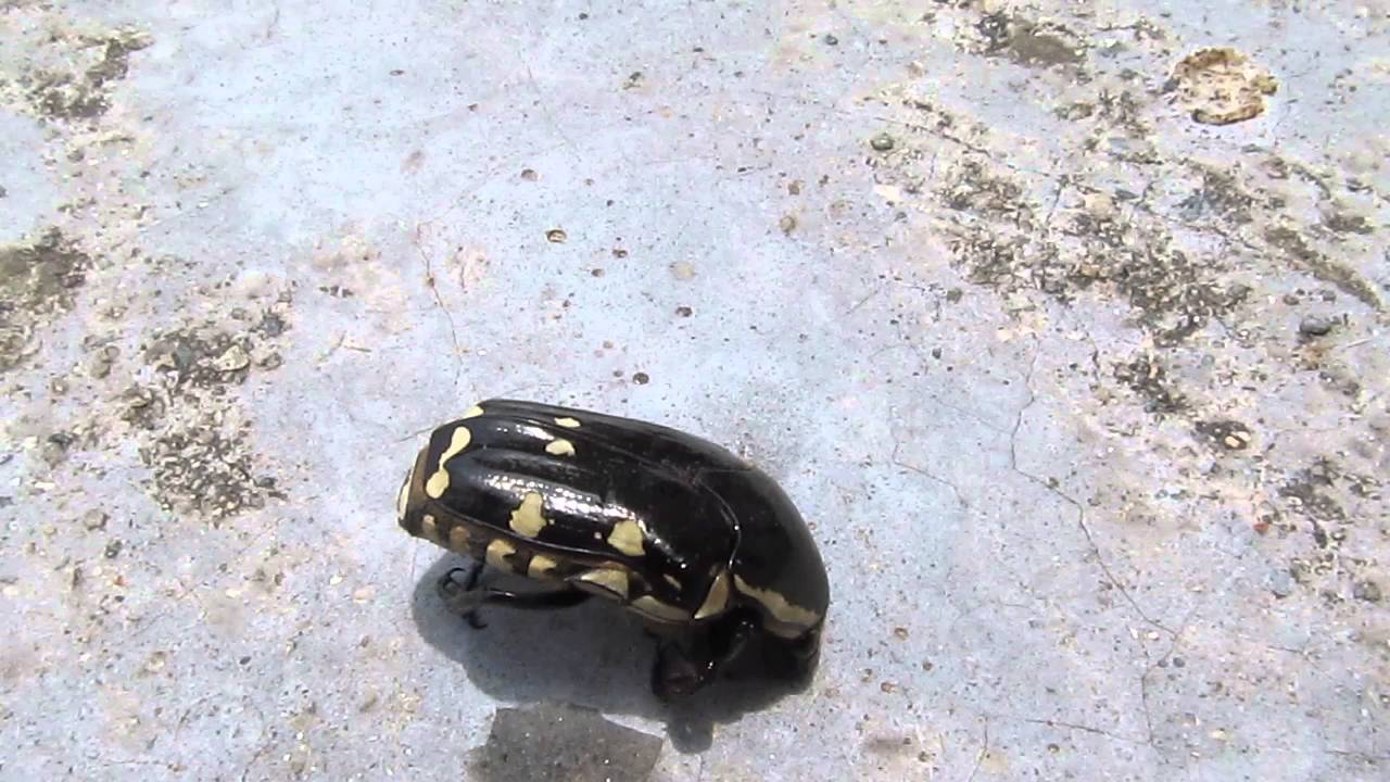 Escarabajo o Cucarron Negro con Pintas Amarillas - Black Beetle with ...