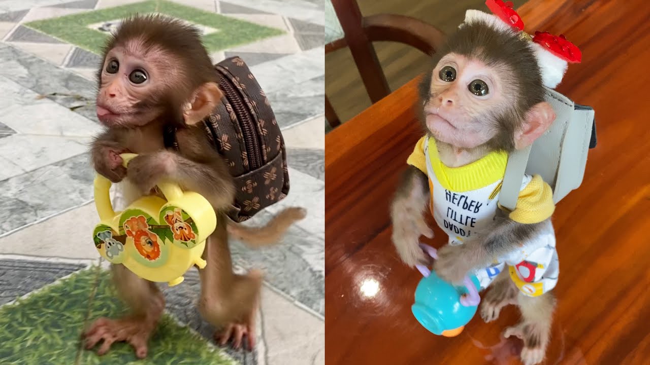 Lovely moments of Pika monkeys and other animals. P45 - YouTube