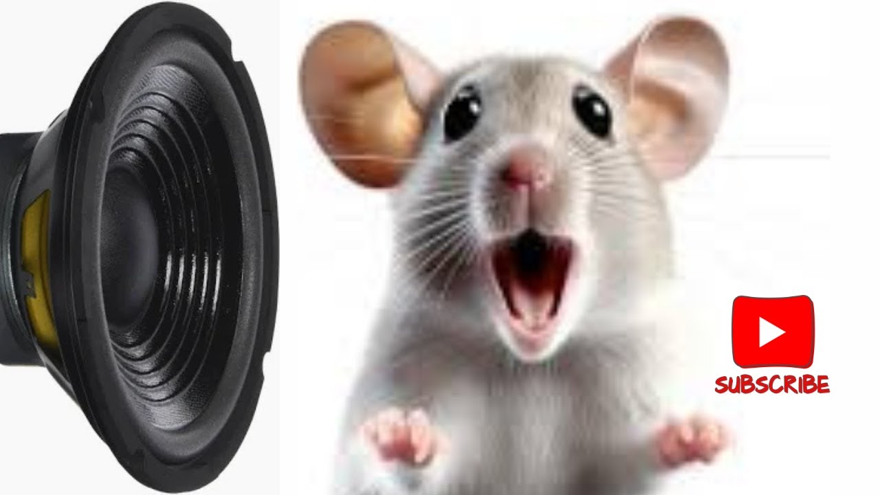 Mouse Repellent - Sound or ultrasonic wave that displaces rats and ...